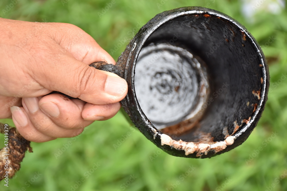 Tapping Japanese lacquer urushi trees (Toxicodendron vernicifluum) in ...