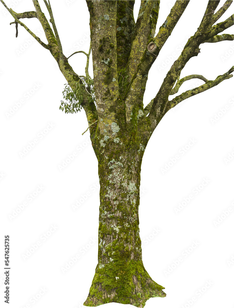 Isolated PNG cutout of a tree trunk on a transparent background Stock ...