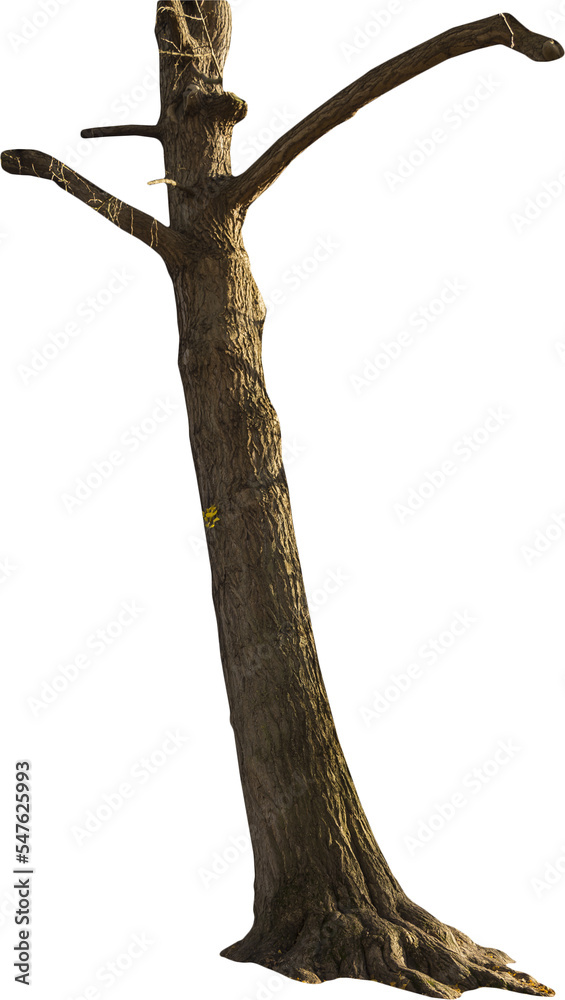 Isolated PNG cutout of a tree trunk on a transparent background Stock ...