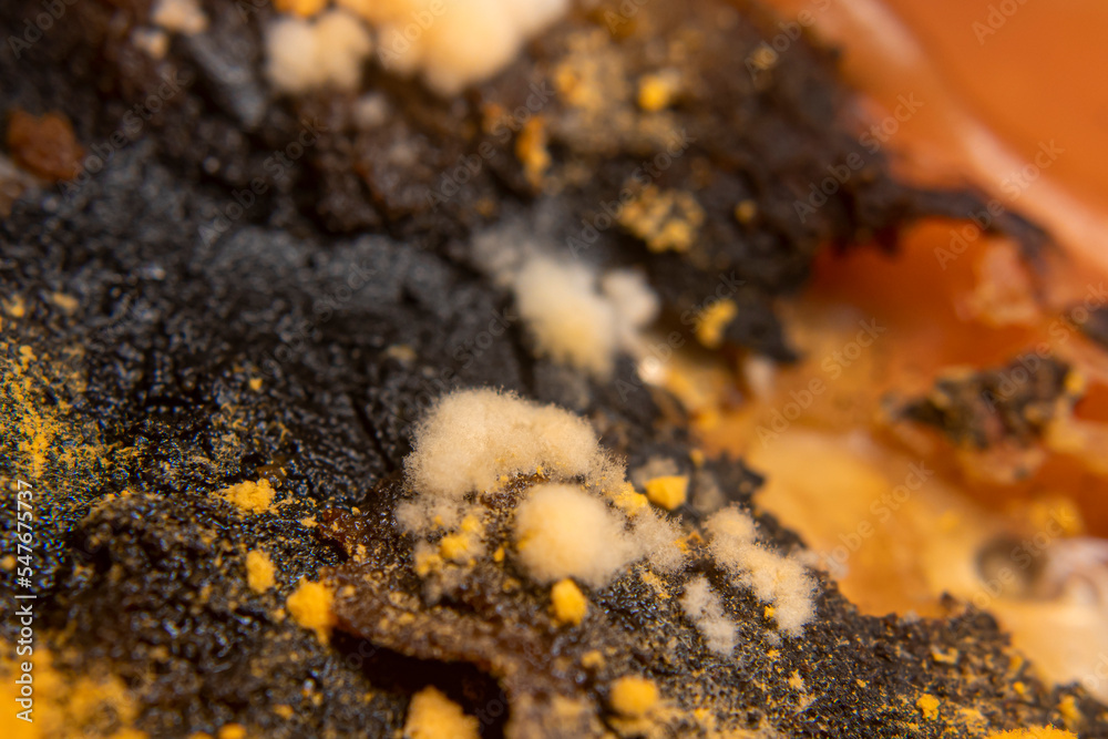 Corticium salmonicolor is a species of fungus that belongs to the ...