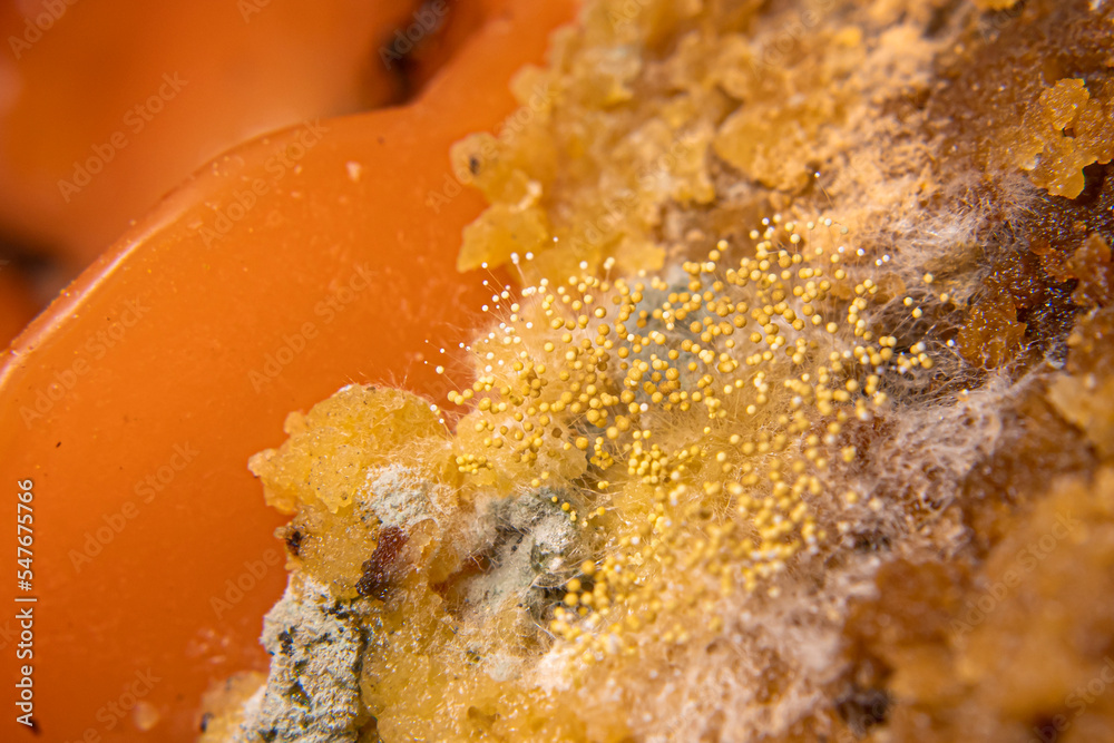 Corticium salmonicolor is a species of fungus that belongs to the ...