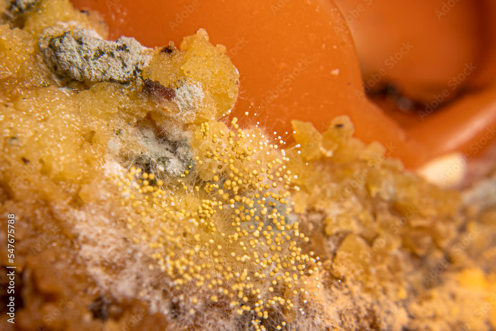 Corticium salmonicolor is a species of fungus that belongs to the ...