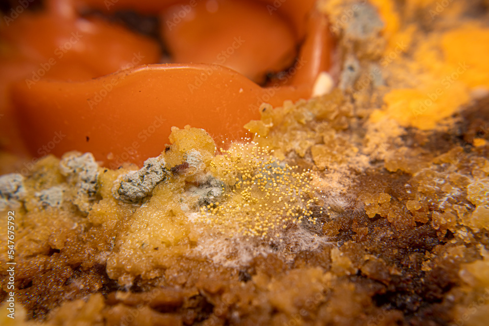 Corticium salmonicolor is a species of fungus that belongs to the ...