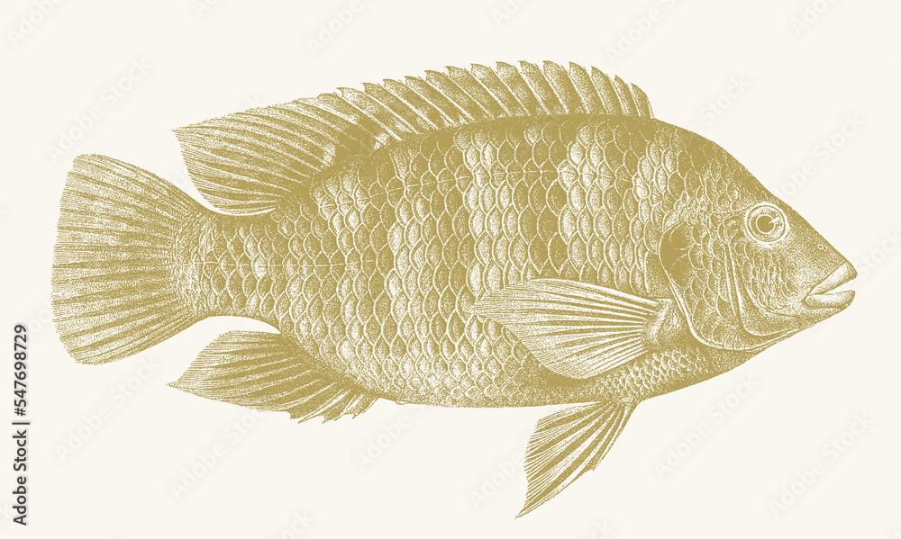 Redbelly tilapia coptodon zillii, tropical freshwater fish in side view ...