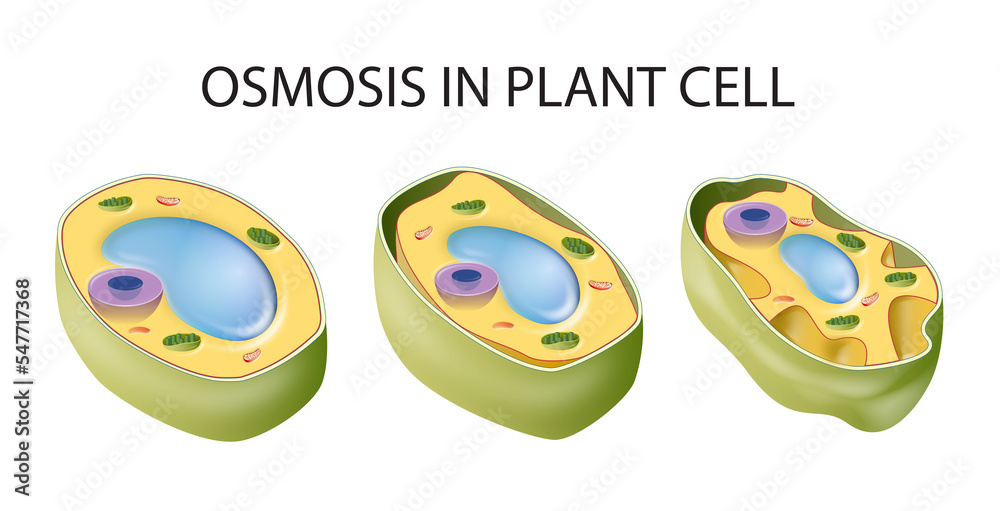 Osmosis Cell Diagram