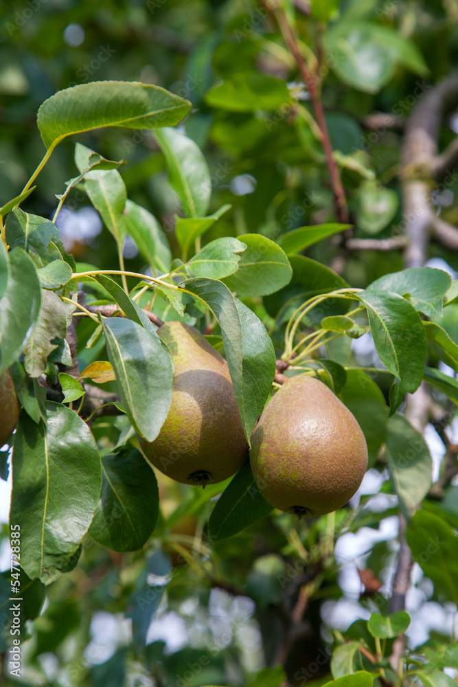Shiny delicious pears hanging from a tree branch in the orchard.. Stock ...