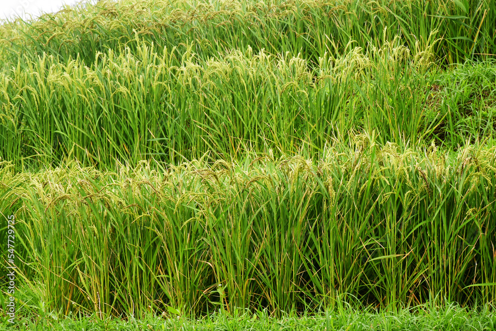 Shiroyone Senmaida Rice Terraces - a scenic hillside of rice paddies ...