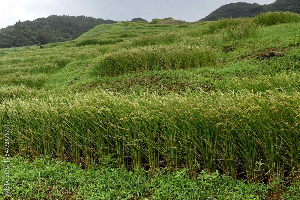 Shiroyone Senmaida Rice Terraces - a scenic hillside of rice paddies ...