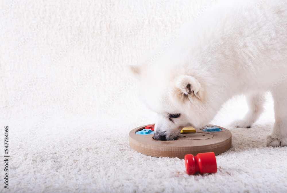 Photo Art Print Smart dog is looking for delicious dried treats in intellectual game and eating them close up Lenti Hill