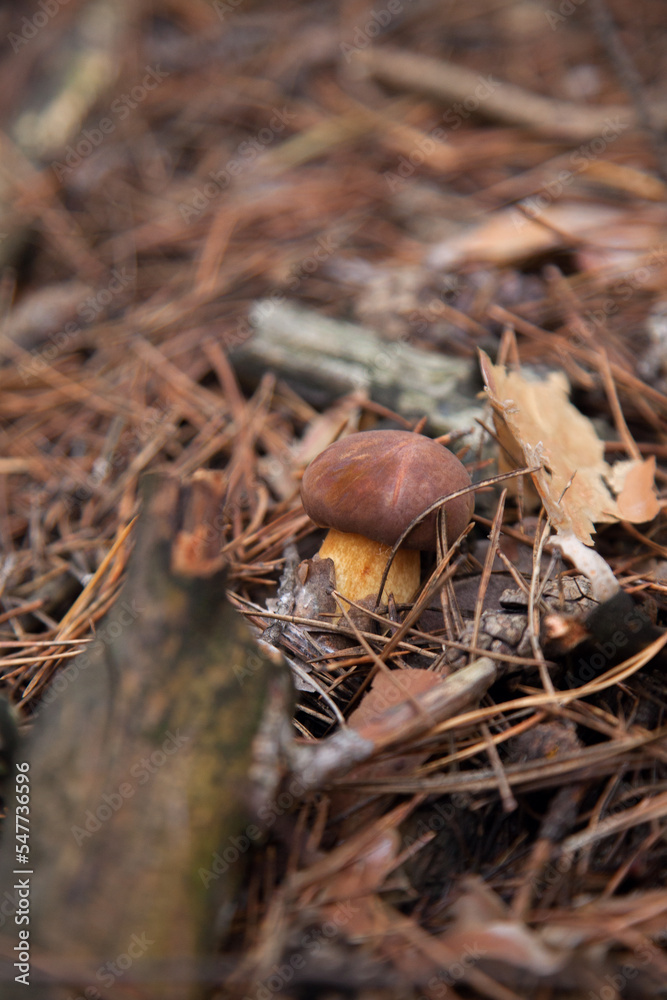 Imleria Badia or Boletus Badius commonly known as the Bay Bolete ...