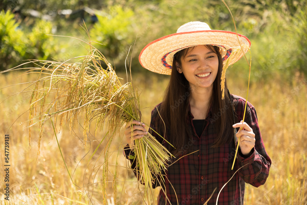 Portrait Asian young woman farmer smile and harvesting in the rice ...