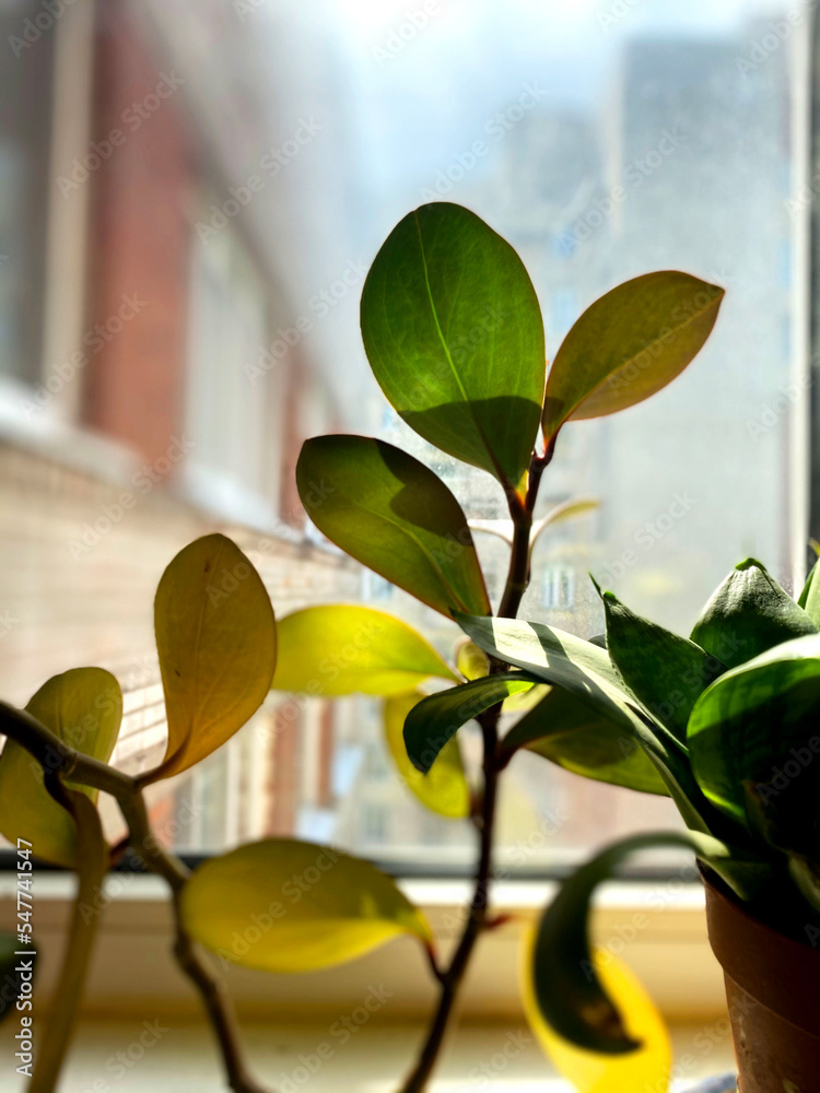 Window blur with Floral background, view of another house with Windows ...