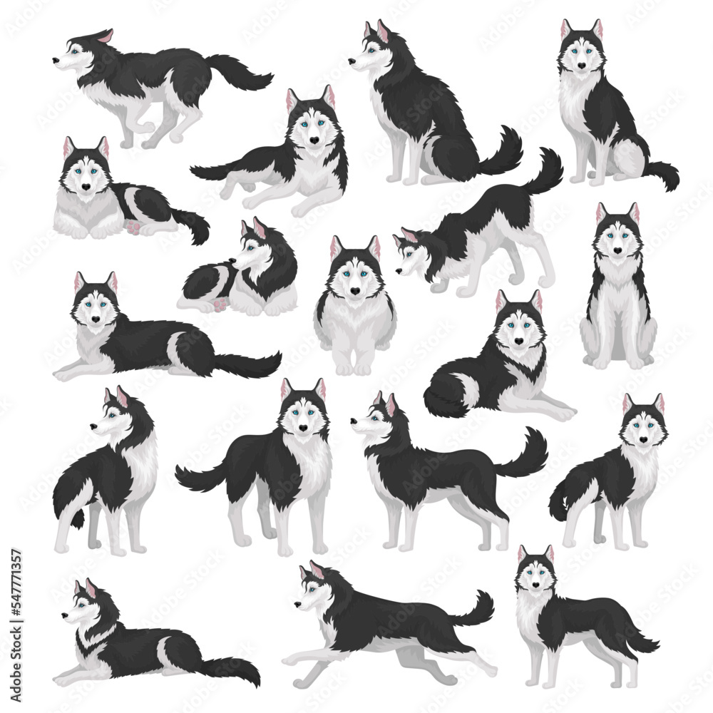 Siberian husky dog set. Active pet animal running, sitting and lying ...