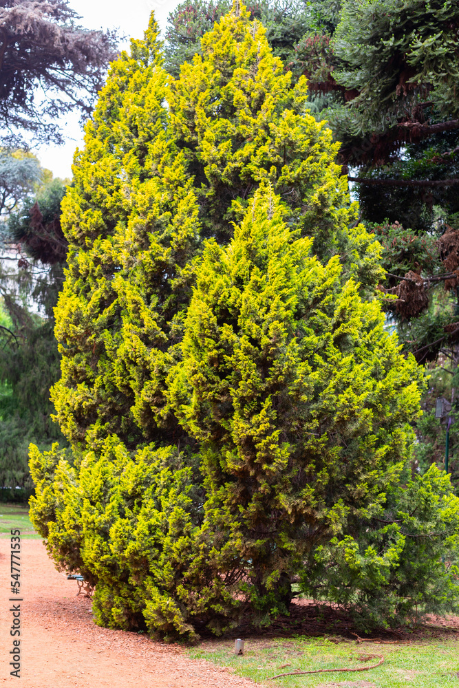 Foto de Thuja orientalis Aurea Nana. Evergreen tree with a well-defined ...