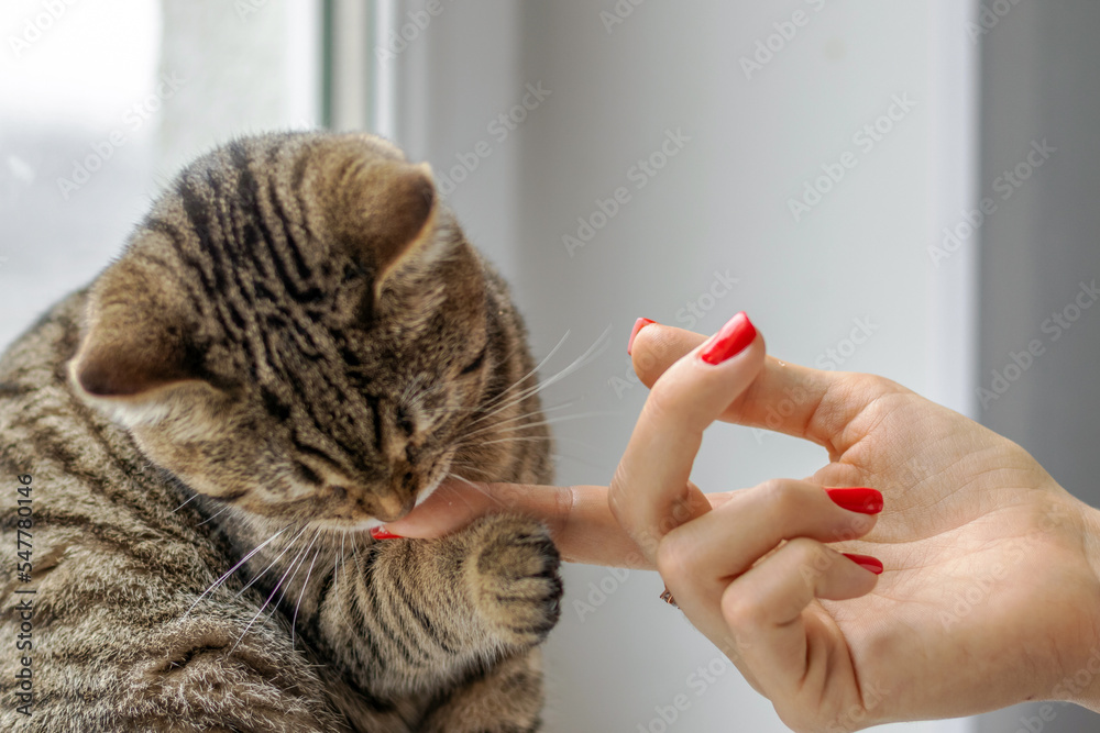 Tabby Cat Kitty Pussycat Sitting On Window Sill Reflection In Glassowner Woman Girl Hand