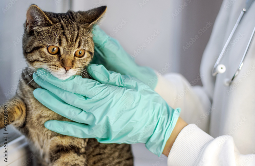 doctor vet holding tabby striped young female cat kitty in arms ...