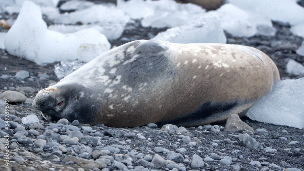 crabeater seal (Lobodon carcinophaga) lying on the ground, among chunks ...