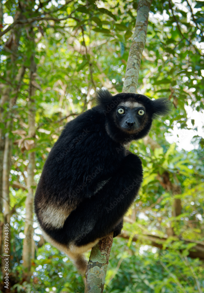 Indri indri - Babakoto the largest lemur of Madagascar has a black and ...