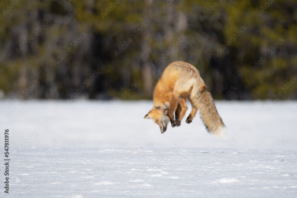 red fox jumping Stock Photo | Adobe Stock