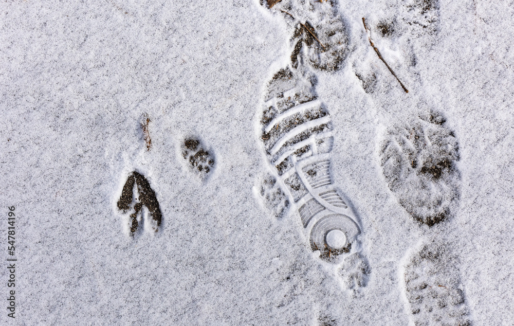 Footprints from shoes, a deer, and a weasel or cat in the snow on an ...