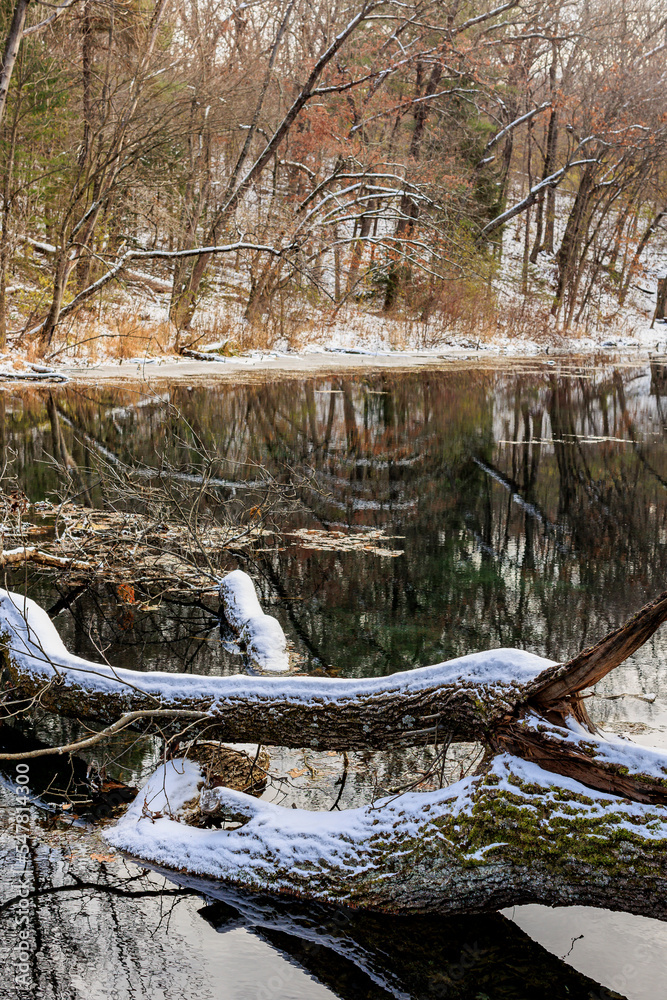 A vertical photograph of a tree that fell into a pond in a woodland ...