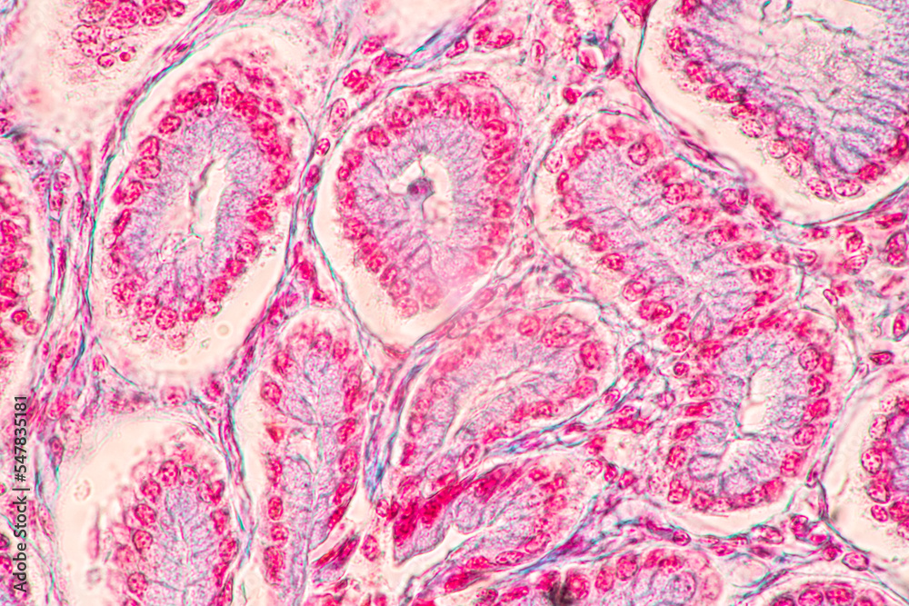 Backgrounds of Characteristics Tissue of Stomach Human, Small intestine ...