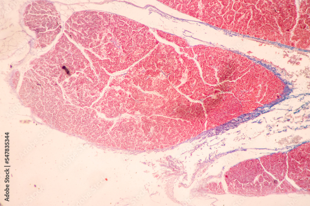 Backgrounds of Characteristics Tissue of Stomach Human, Small intestine ...