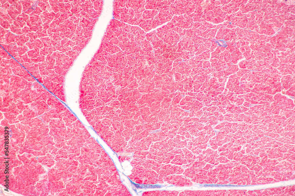 Backgrounds of Characteristics Tissue of Stomach Human, Small intestine ...