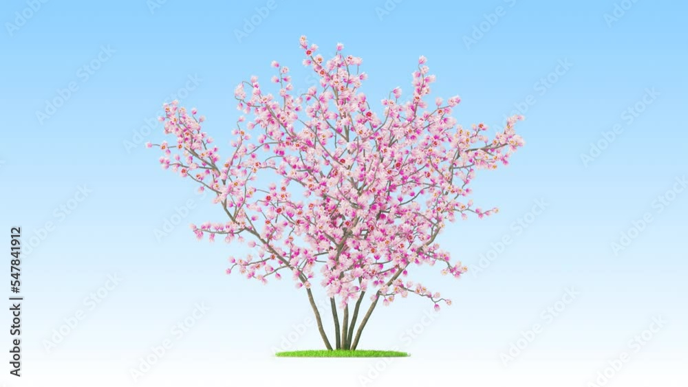 Sakura flower on a white background 3D animation, Flowering shrubs ...