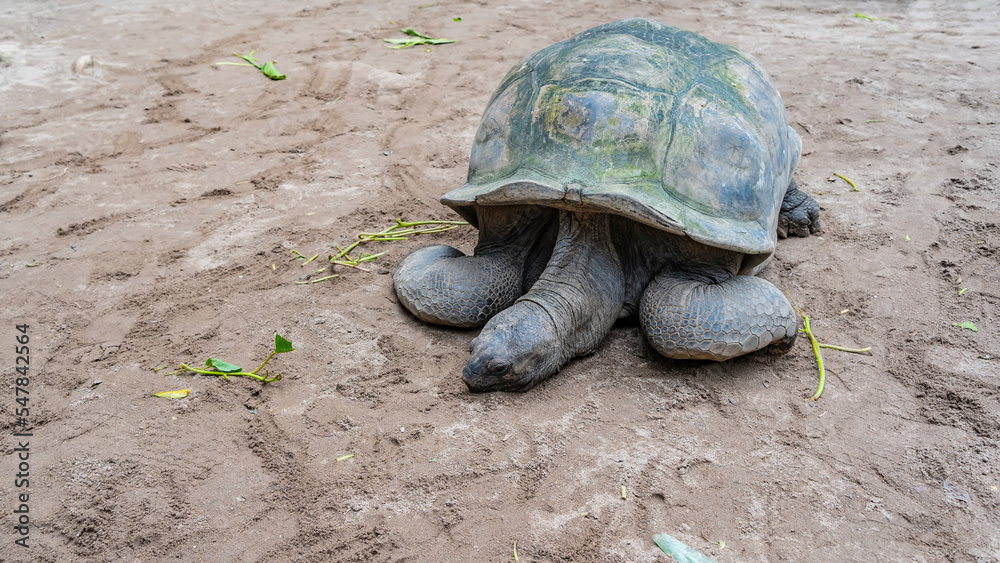 The giant turtle Aldabrachelys gigantea is resting. The head and neck ...