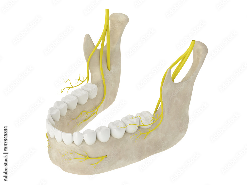 3d render of mandibular arch with nerves Stock Illustration | Adobe Stock
