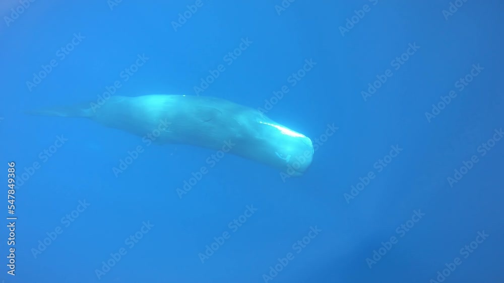 Sperm Whale diving in deep water, Sri Lanka Beautiful underwater view ...