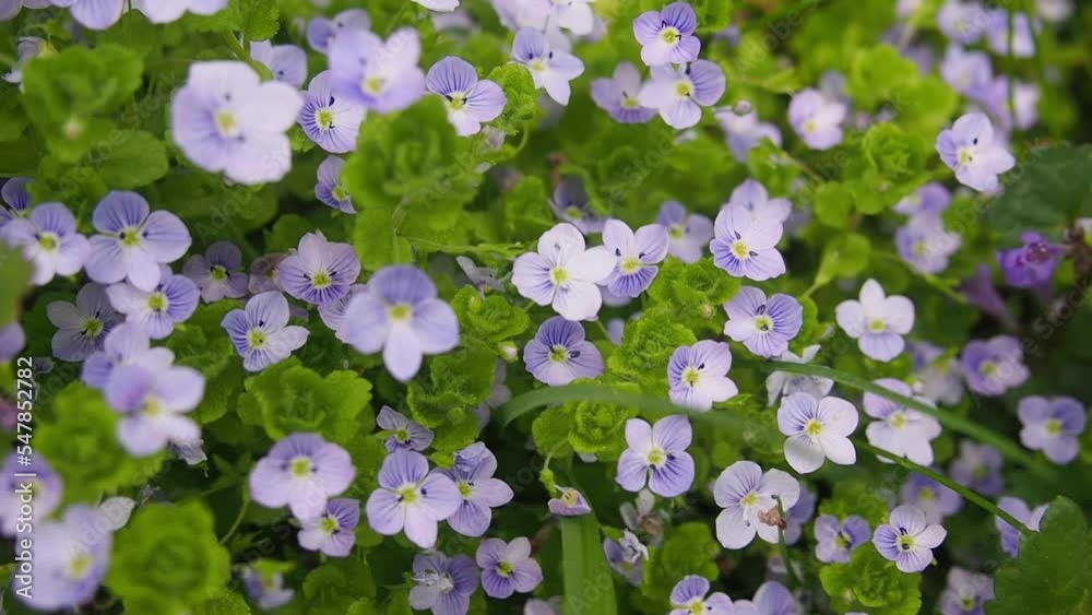 Vidéo Stock Veronica persica on the green background. Common field ...