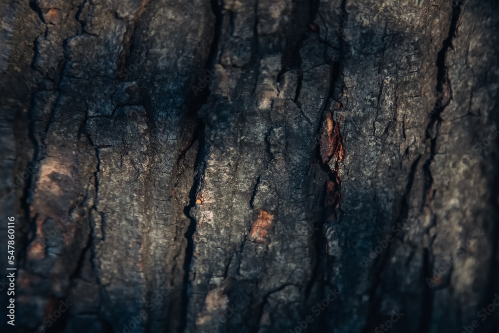 Dark bark background. Wooden texture. Old rough surface of tree with ...
