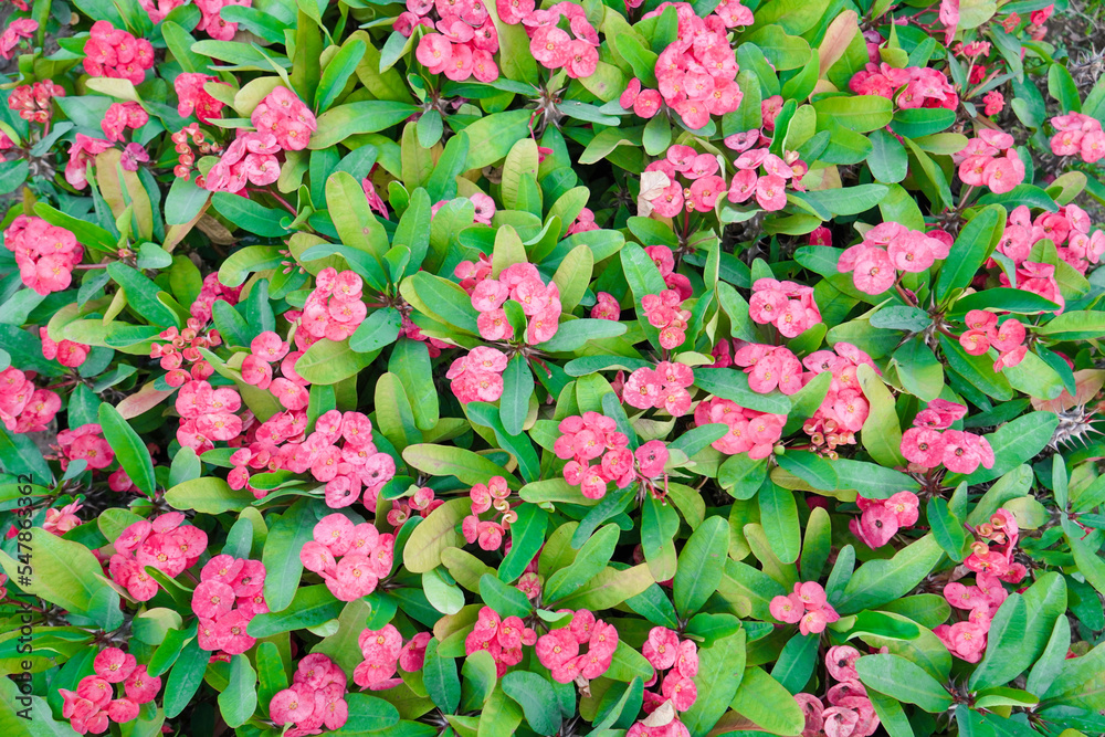 Crown of thorns flowers Euphorbia milli Desmoul, group of crown of ...