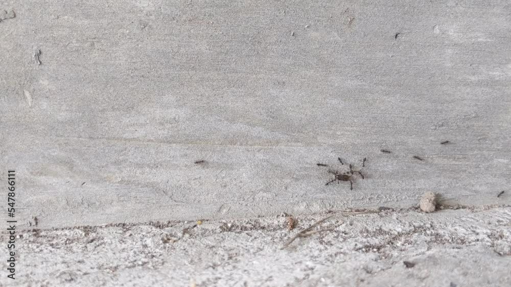 Kerengga, shells or rangrang are large red ants which are known to have ...