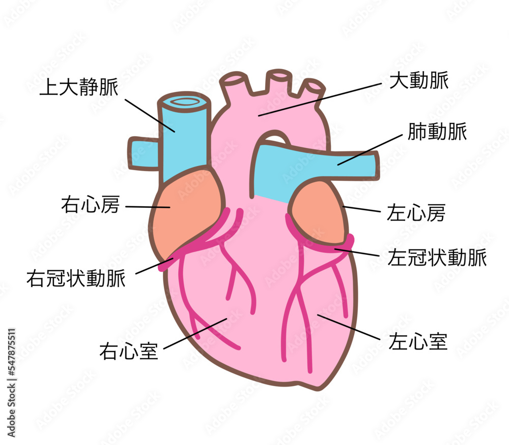 心臓の解剖図、色分け、名称あり Stock Vector | Adobe Stock