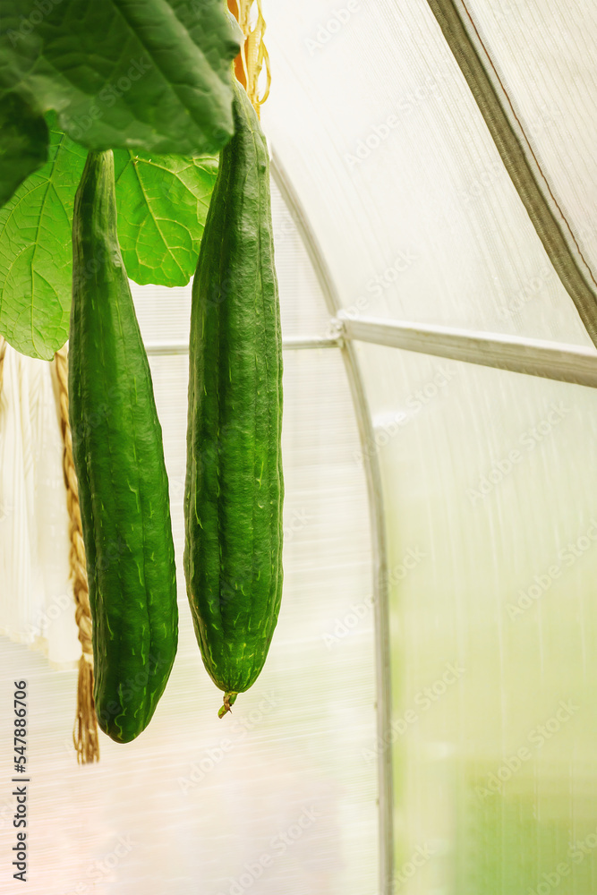 Luffa cylindrica, the sponge gourd, Egyptian cucumber or Vietnamese ...