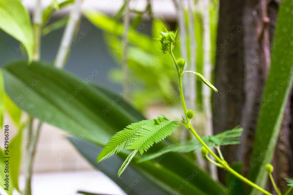 Mimosa pudica green leaves. Shy plant called sensitive, sleepy, action ...