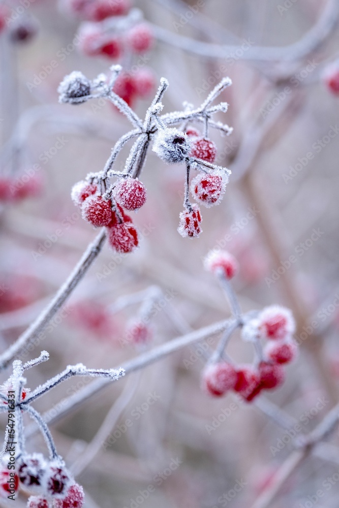 Cranberry Bush In Winter