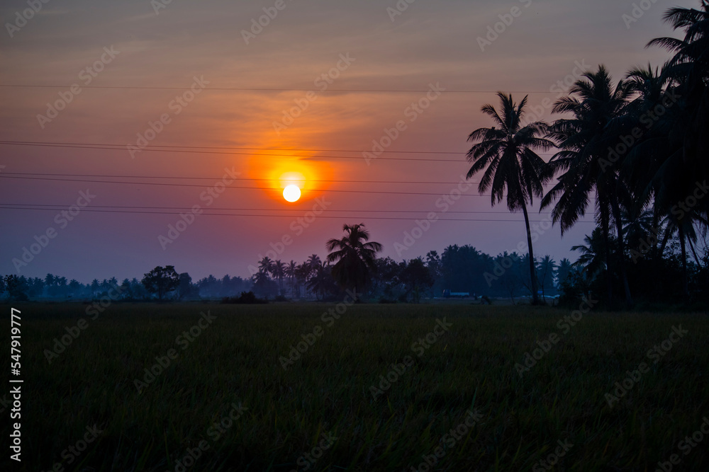 The beautiful sunset over the Paddy fields of rural India. An absolute ...