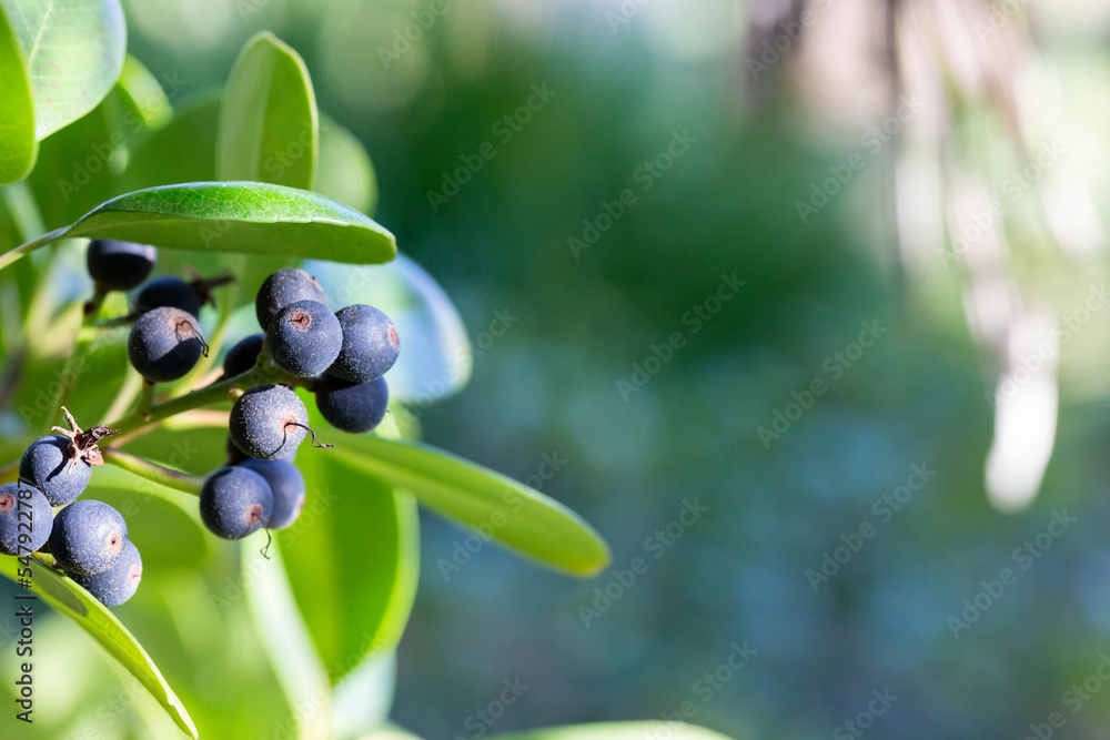 Fruit-bearing Rhaphiolepis indica. Evergreen shrub, multi-stemmed dwarf ...