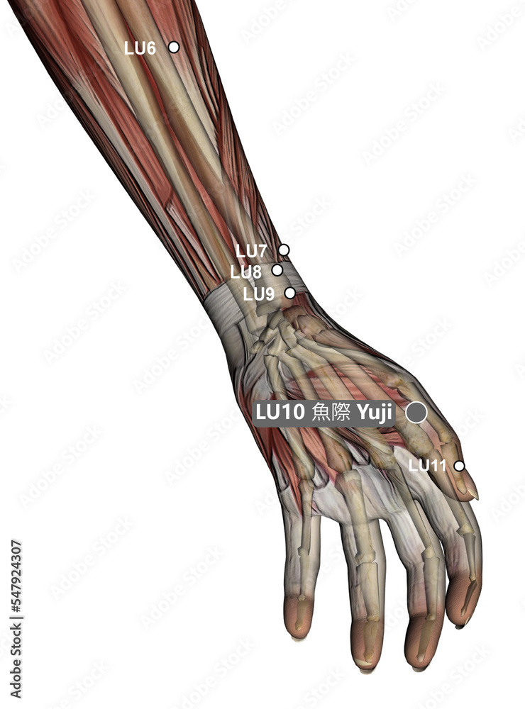 Drawing Acupuncture Point LU10 Yuji, 3D Illustration, Muscular System ...