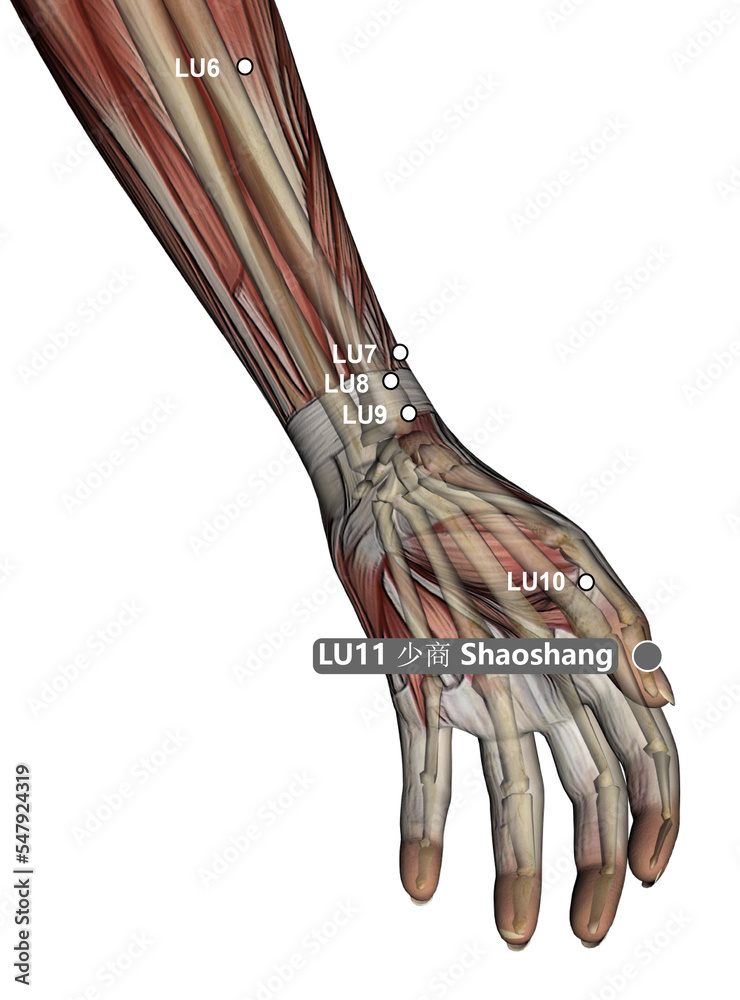 Drawing Acupuncture Point LU11 Shaoshang, 3D Illustration, Muscular ...