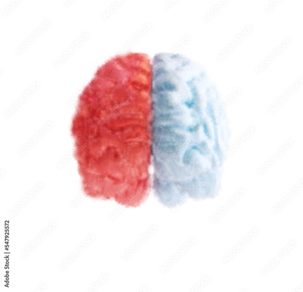 Human Brain Watercolour Anatomy Red Blue Feminine Masculine Mind ...