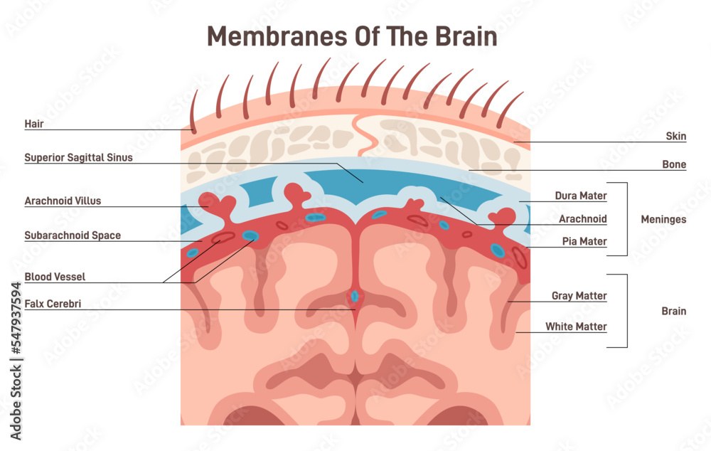Meninges structure. Protective membranes covering the brain, dura Stock ...