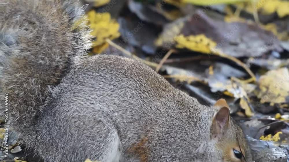 A baby grey squirrel running around the forest and collecting seeds and ...