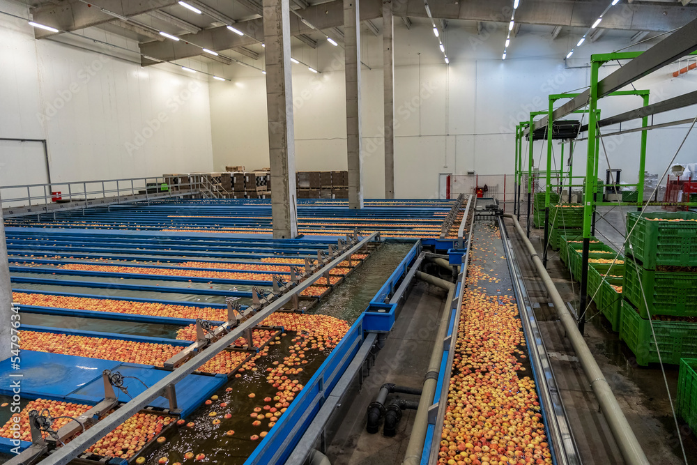 Fruit Packing Facility Interior With Apples Floating, Being Washed ...