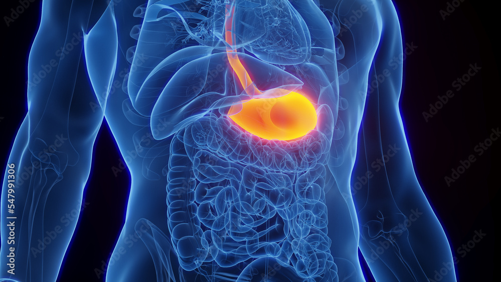 3D Rendered Medical Illustration of Male Anatomy - The Stomach. Plain ...