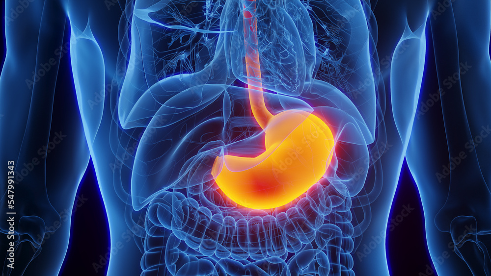 3D Rendered Medical Illustration of Male Anatomy - The Stomach. Plain ...